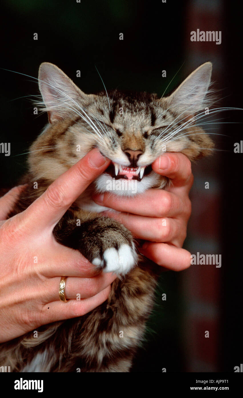 Norwegian Forest Cat showing teeth Stock Photo - Alamy