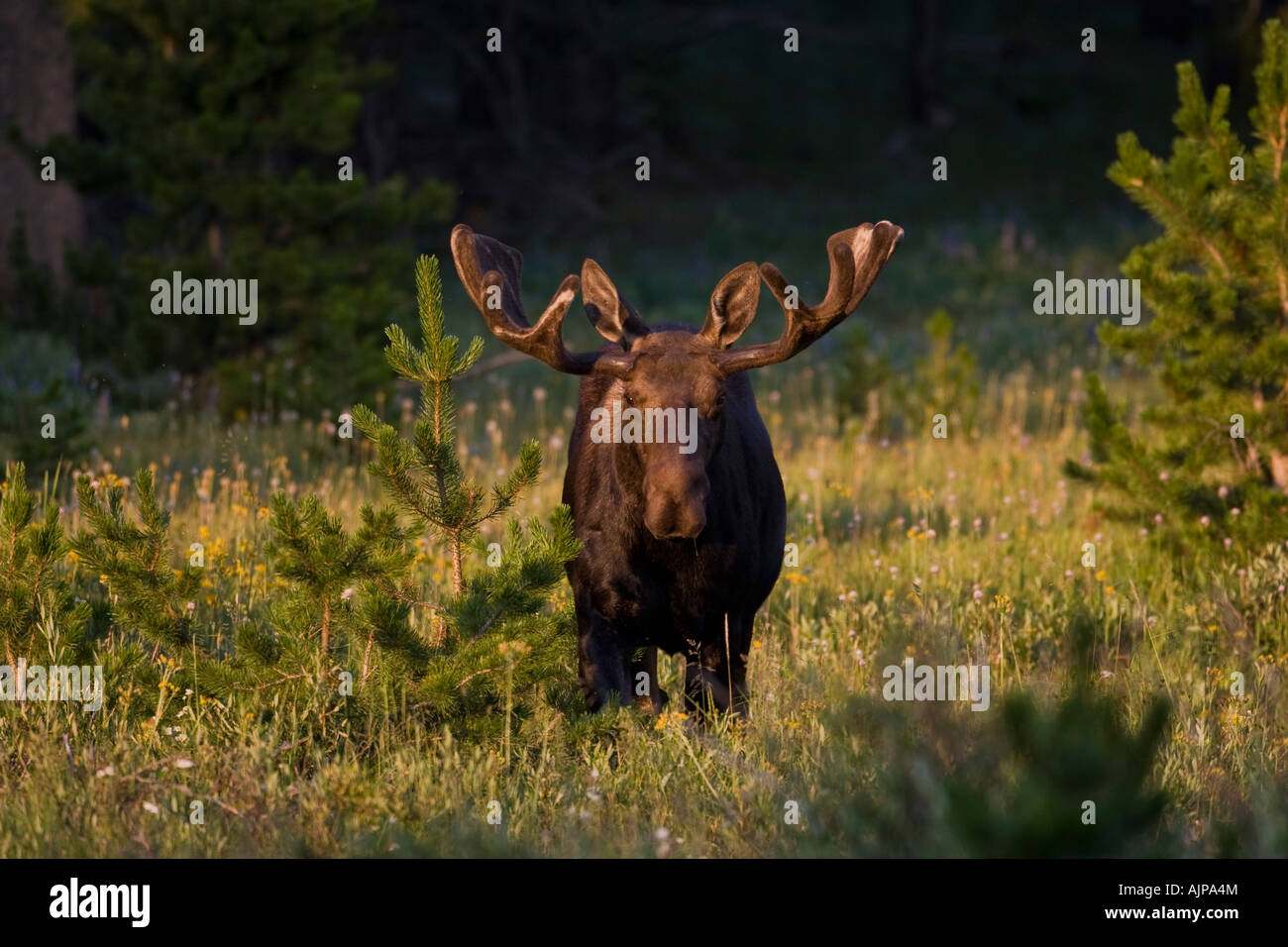Moose hi-res stock photography and images - Alamy