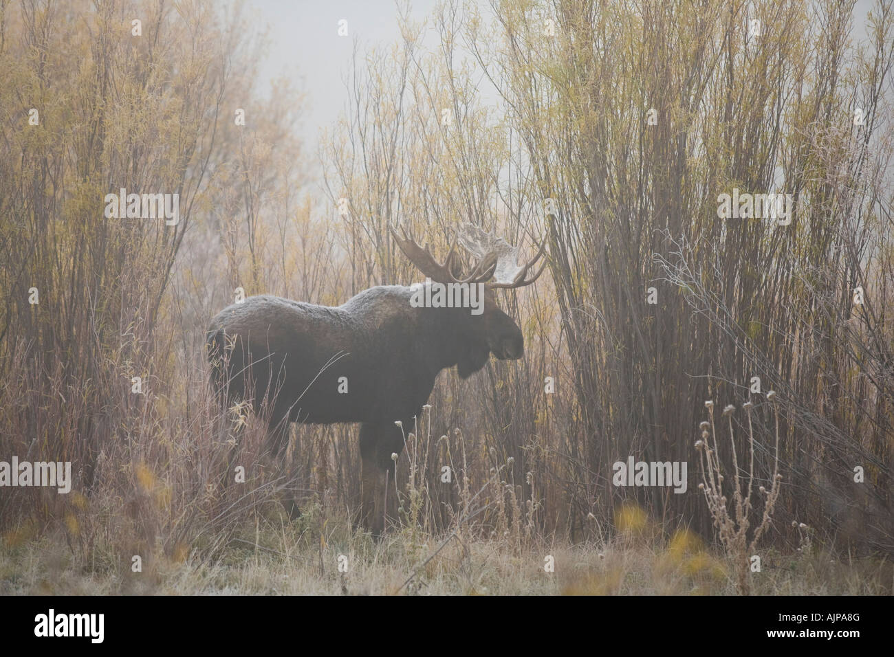 Bull moose in early morning fog Stock Photo - Alamy