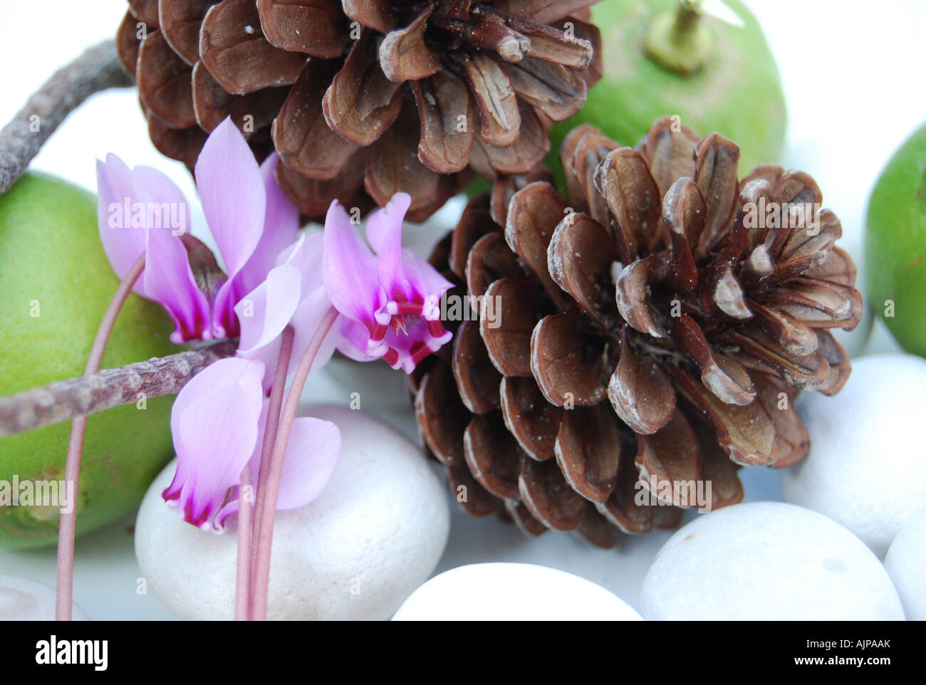 Cone shaped flower clusters hi-res stock photography and images - Alamy