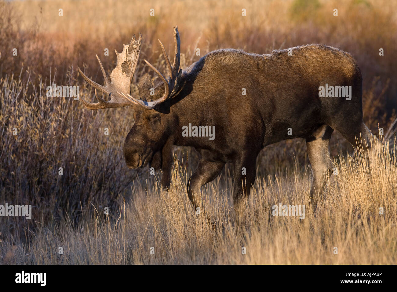 Bull moose during autumn rut in Wyoming Stock Photo - Alamy