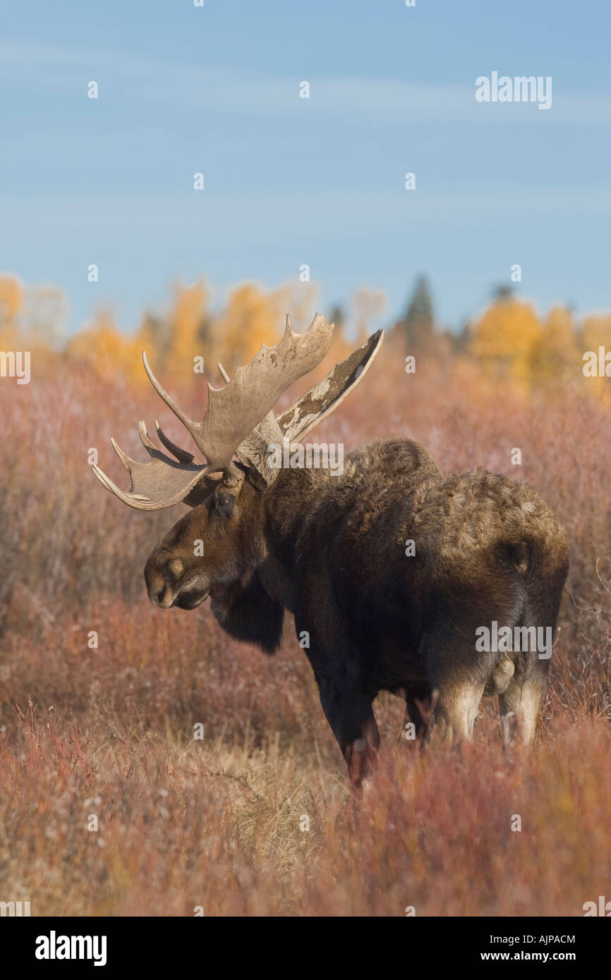 Large bull moose in willows Stock Photo - Alamy