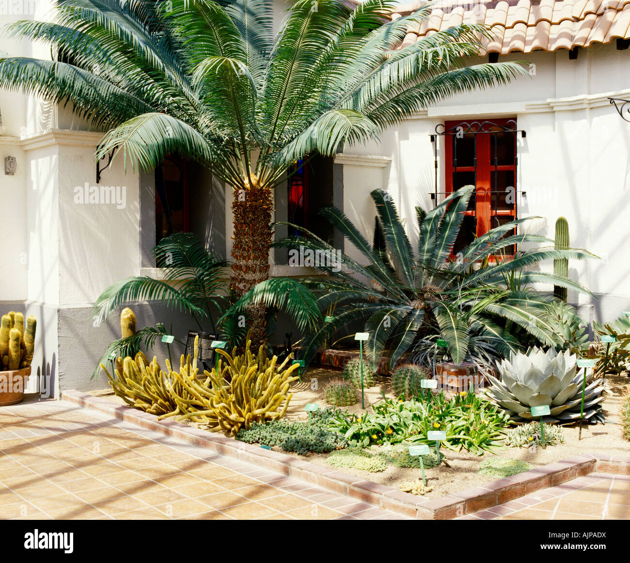 A home with cactus garden Stock Photo - Alamy