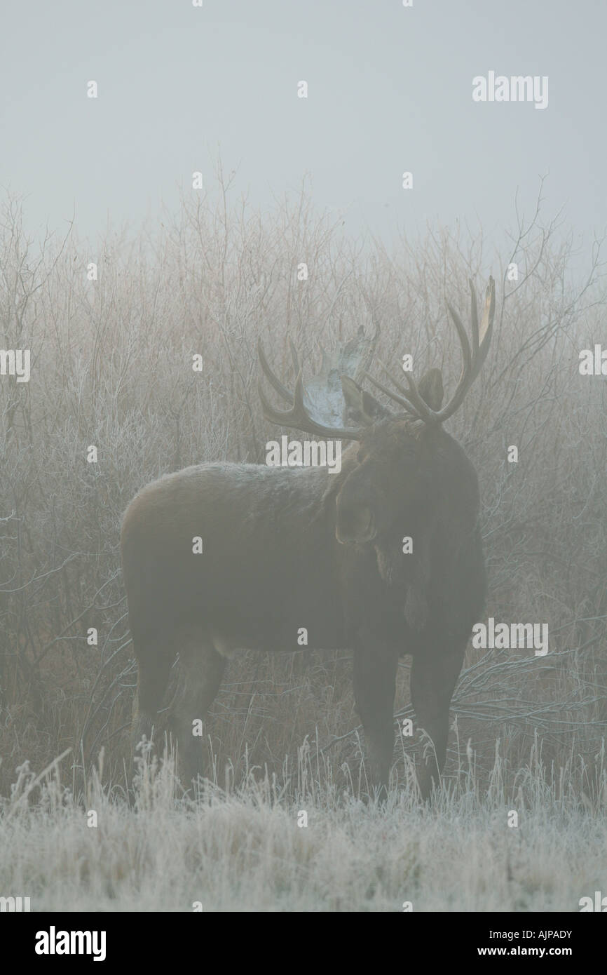 Bull moose in the fog hi-res stock photography and images - Alamy
