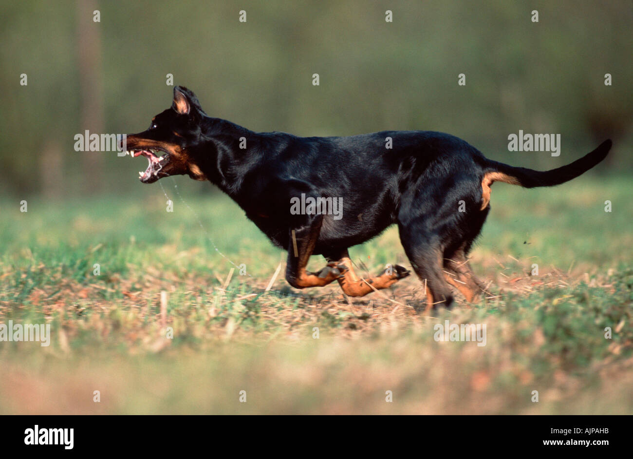 Beauceron Berger de Beauce cropped ears side Stock Photo - Alamy