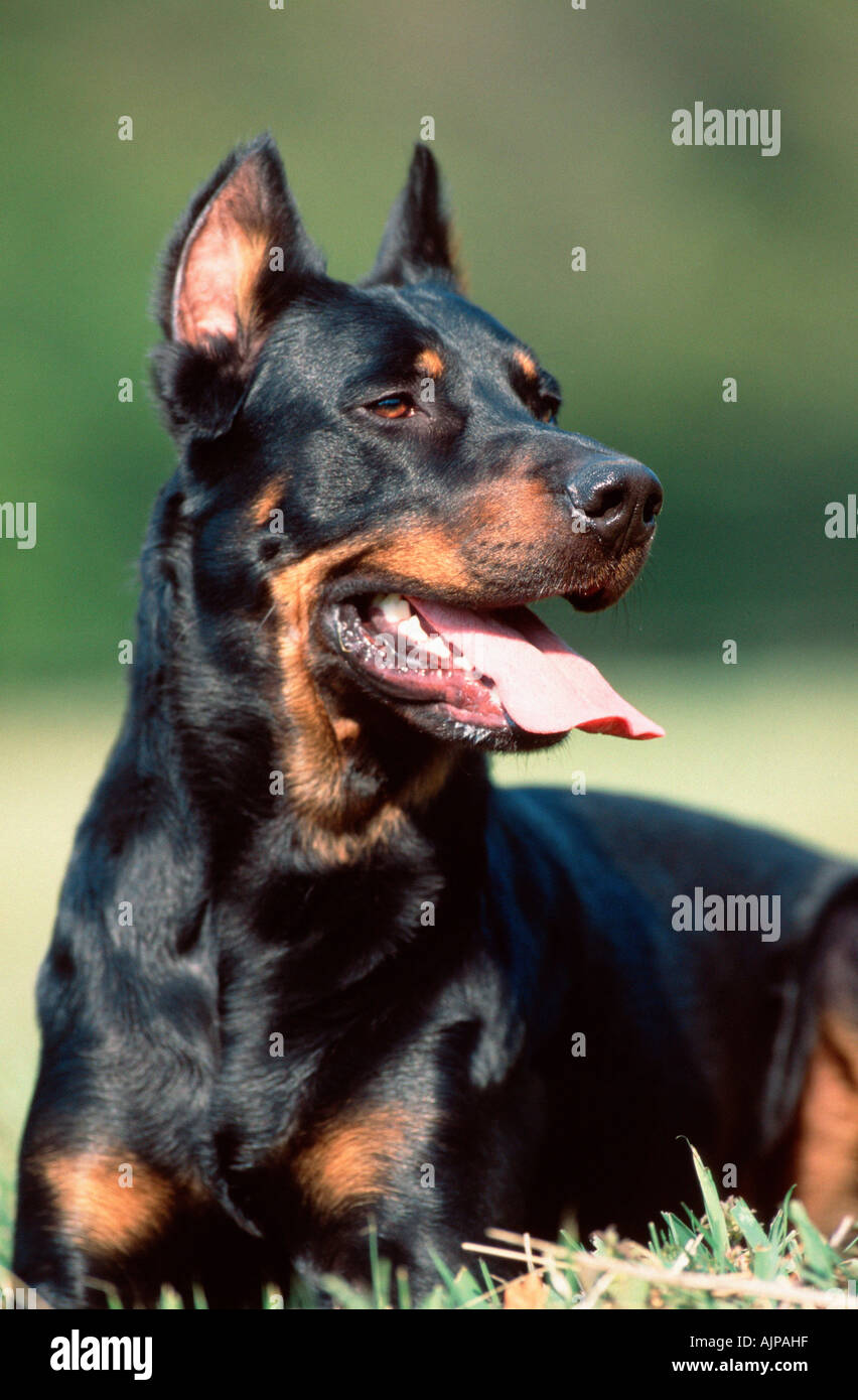 Beauceron Berger de Beauce cropped ears Stock Photo - Alamy