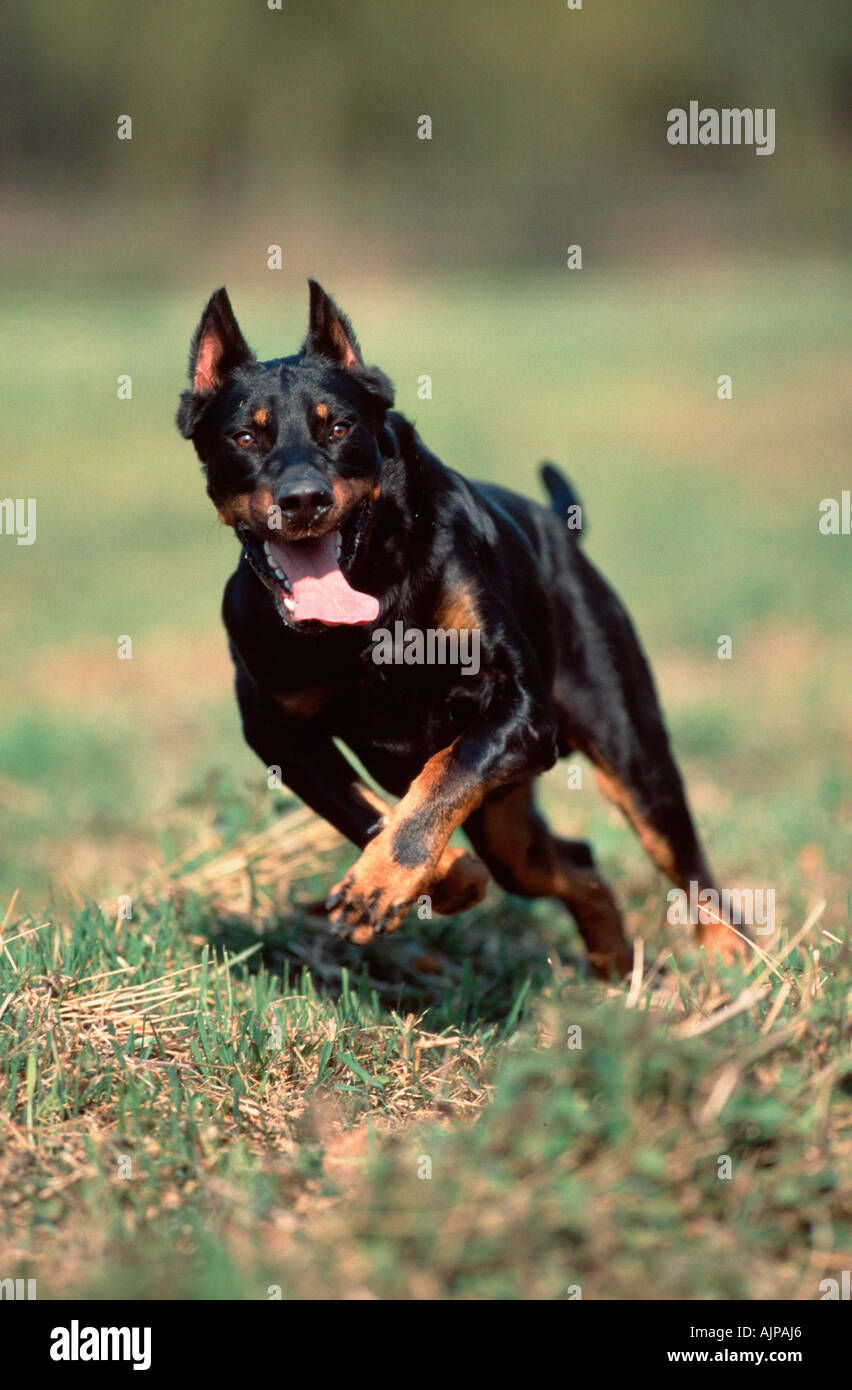Beauceron Berger de Beauce cropped ears Stock Photo - Alamy