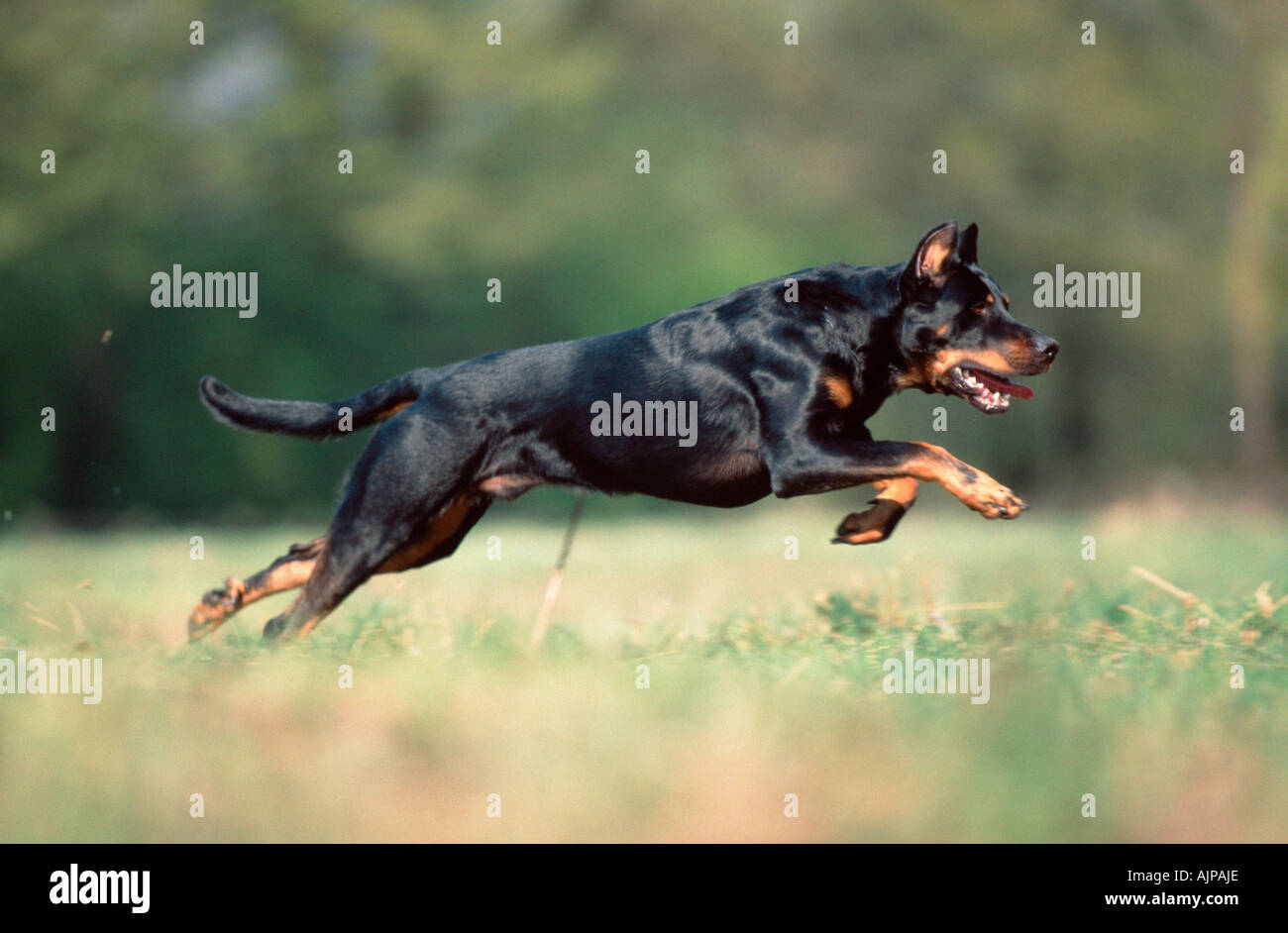 Beauceron Berger de Beauce cropped ears side Stock Photo - Alamy