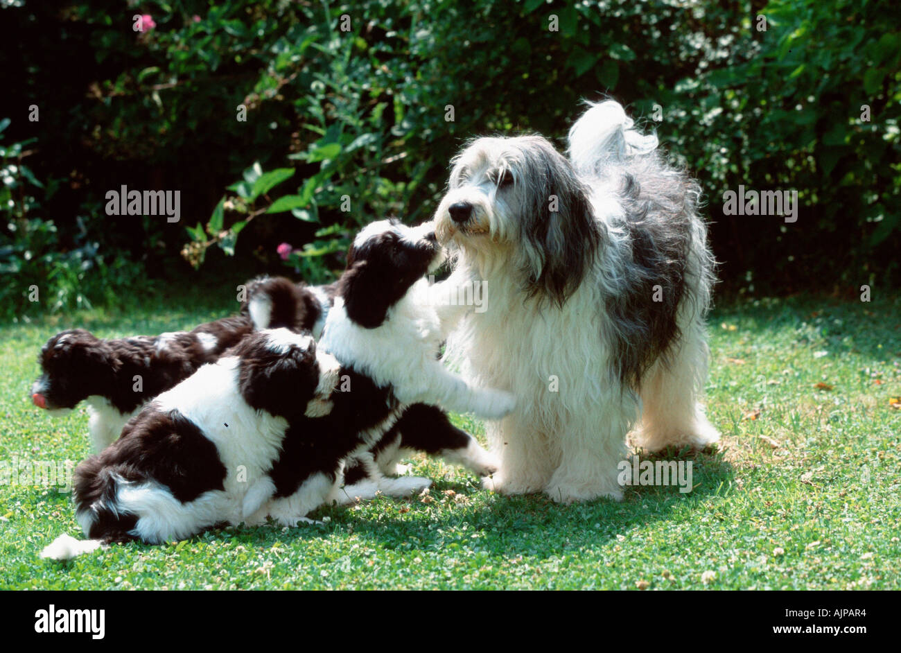 Polish Lowland Sheepdog with puppies 8 weeks PON Polski Owczarek ...
