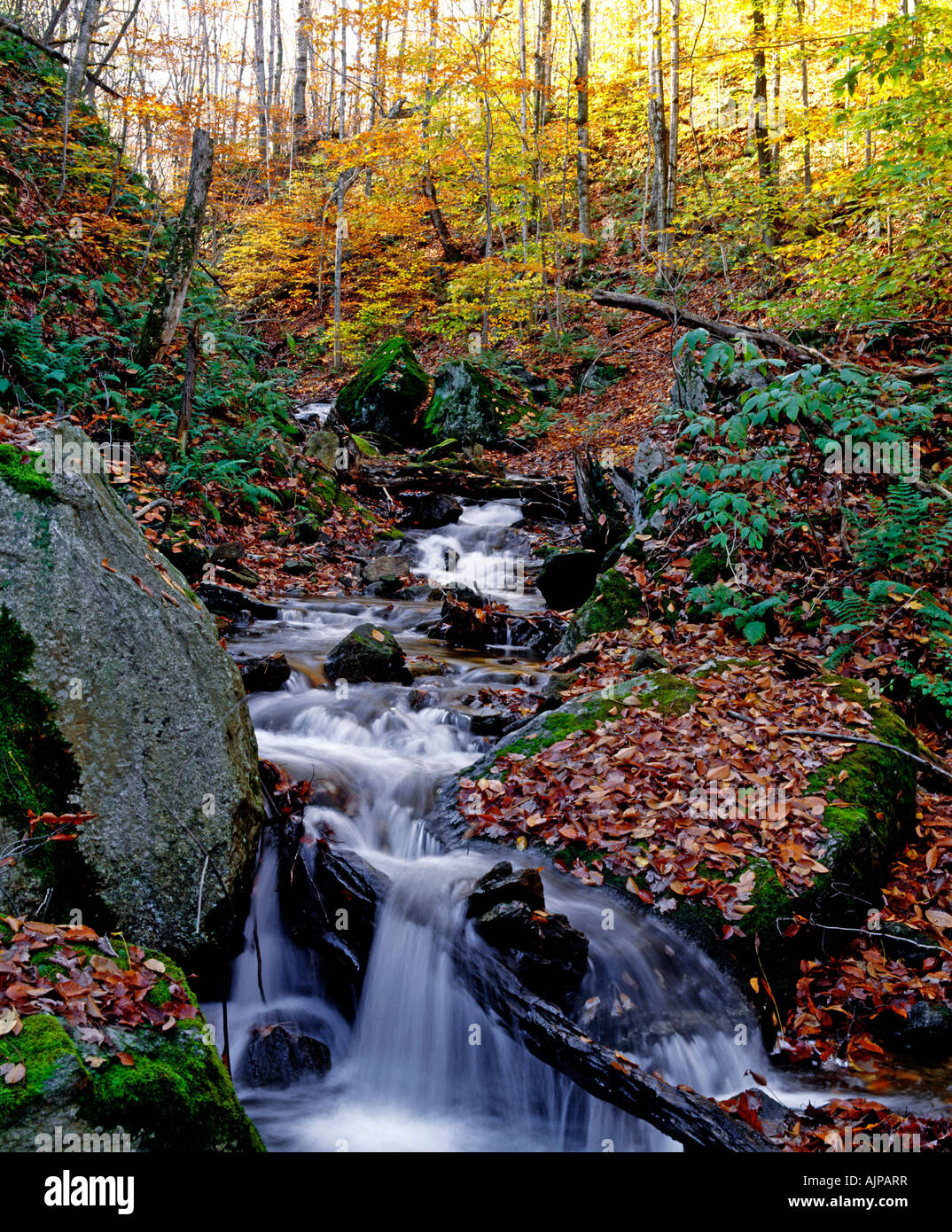 Cascade with trees in the forest Stock Photo - Alamy