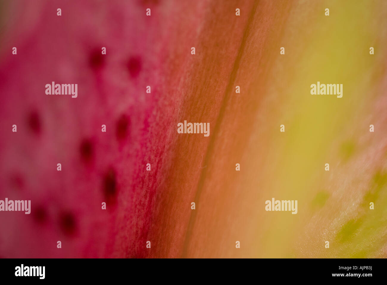 Macro inside an oriental lily flower's pink petal Stock Photo - Alamy