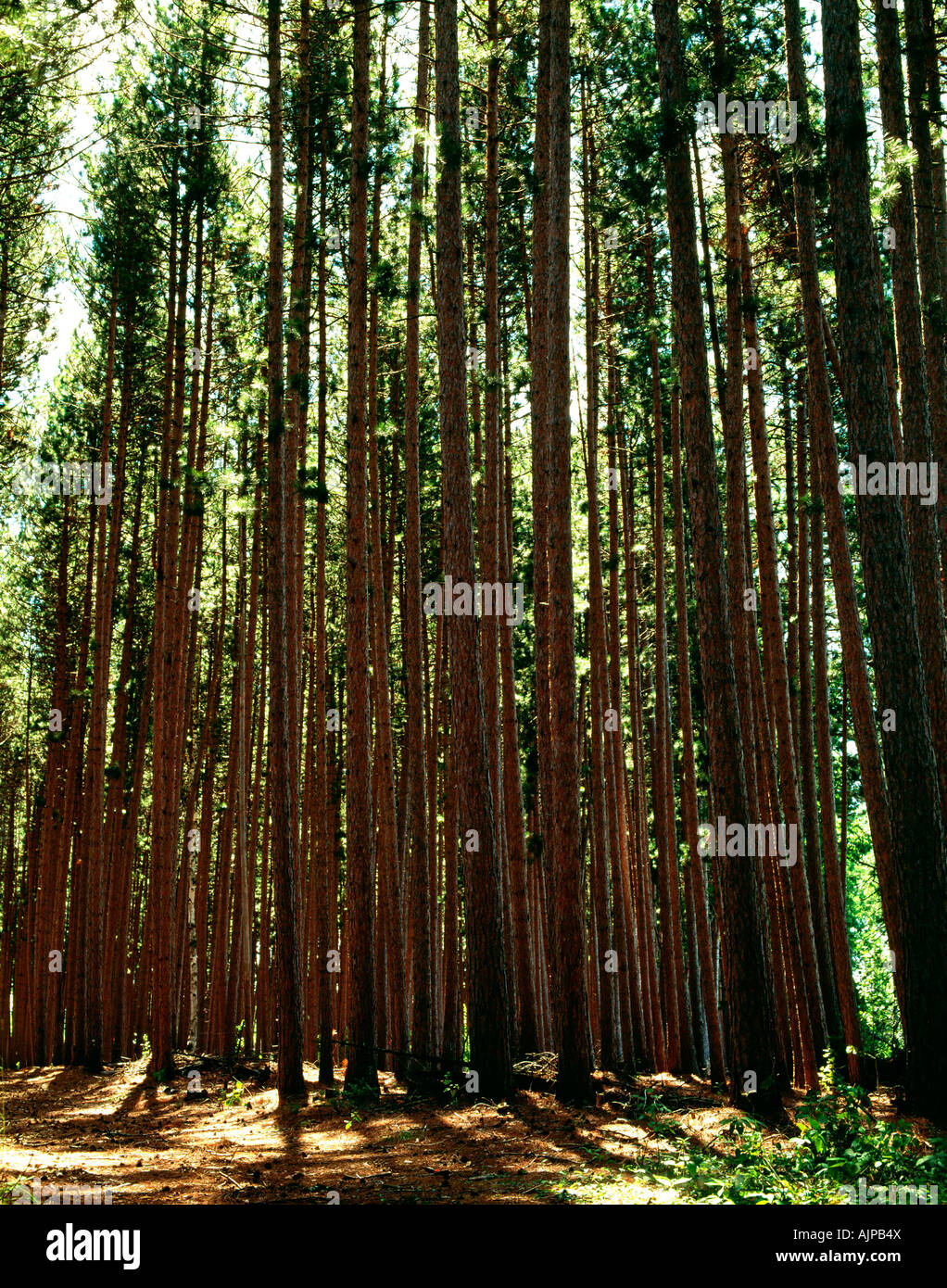 Tall trees in the forest Stock Photo - Alamy