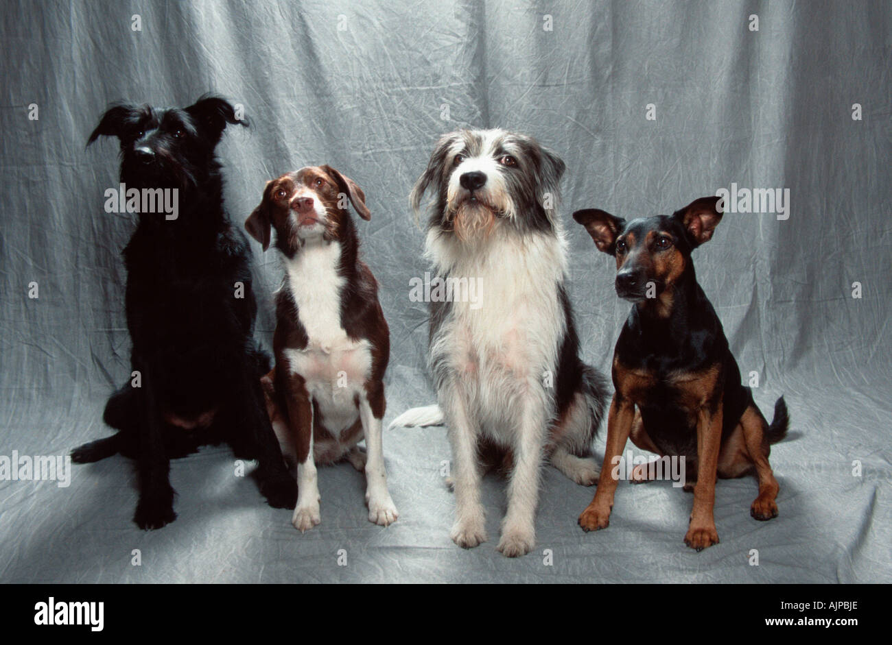 Mixed Breed Dogs Stock Photo - Alamy