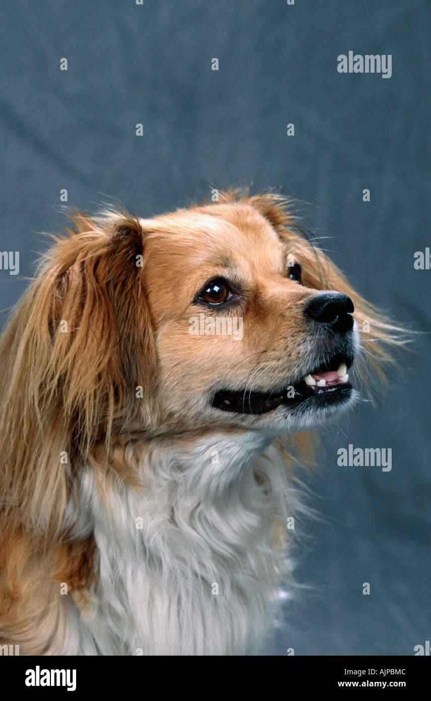 Mixed Breed Dog Stock Photo - Alamy