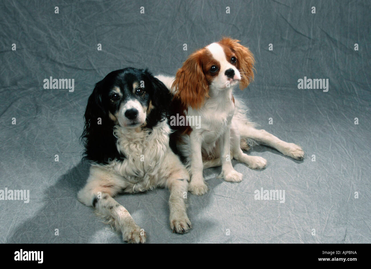 Mixed Breed Dog and Cavalier King Charles Spaniel Stock Photo - Alamy