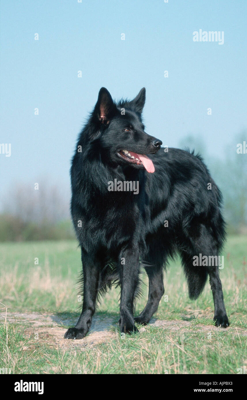 Old German Sheepdog Stock Photo - Alamy