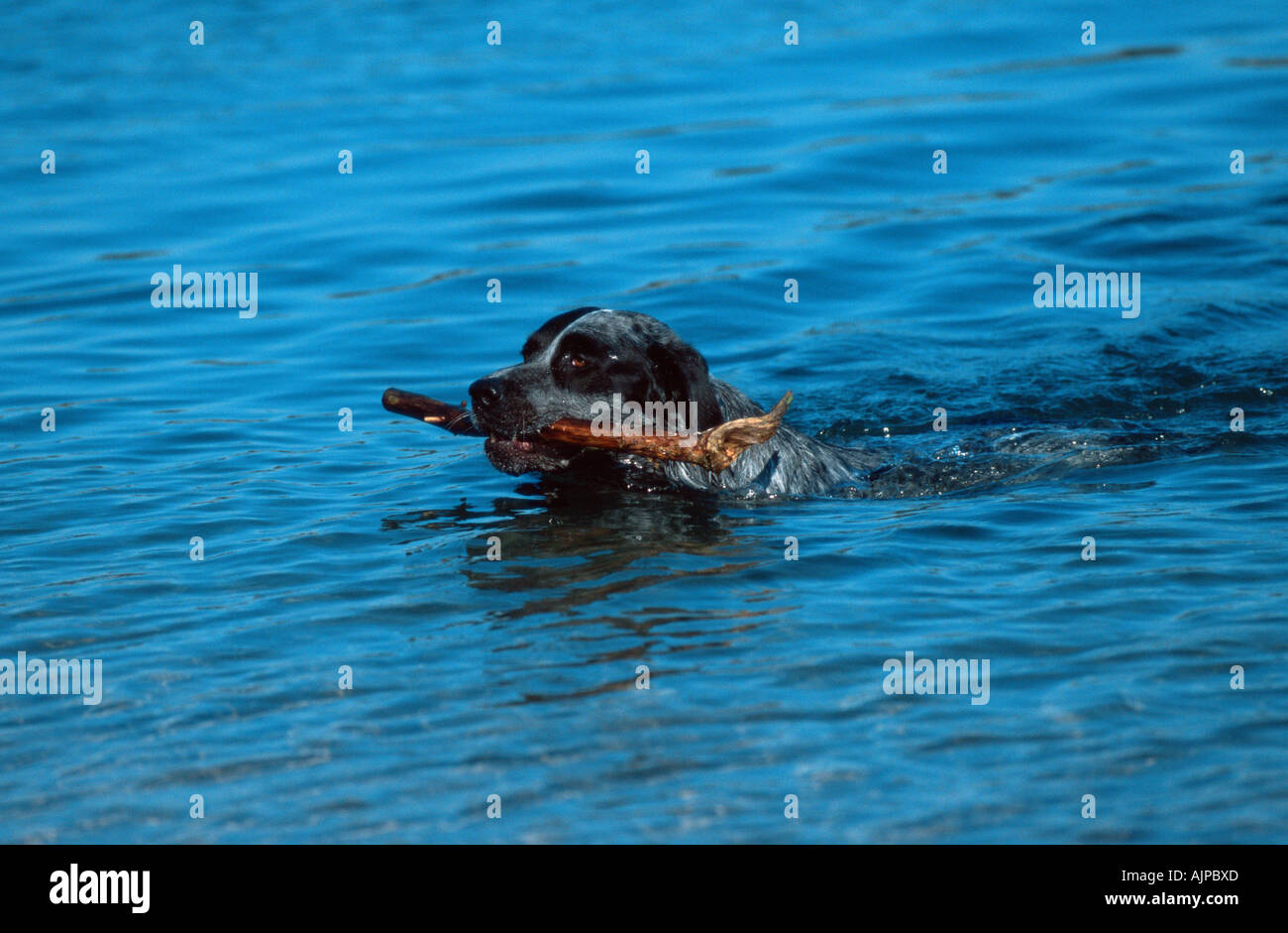 Mixed Breed Dog retrieving branch Stock Photo - Alamy