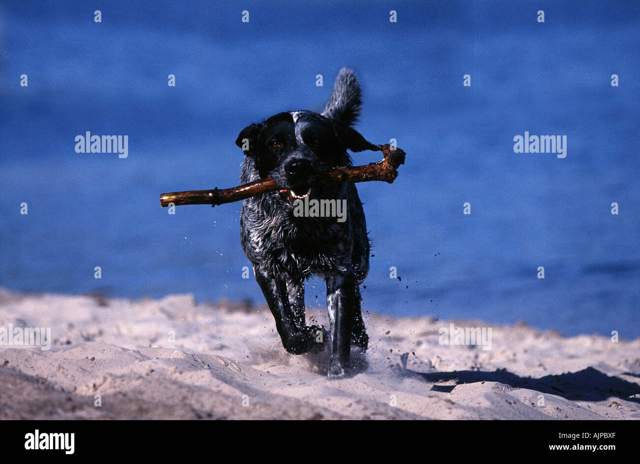 Mixed Breed Dog retrieving branch Stock Photo - Alamy
