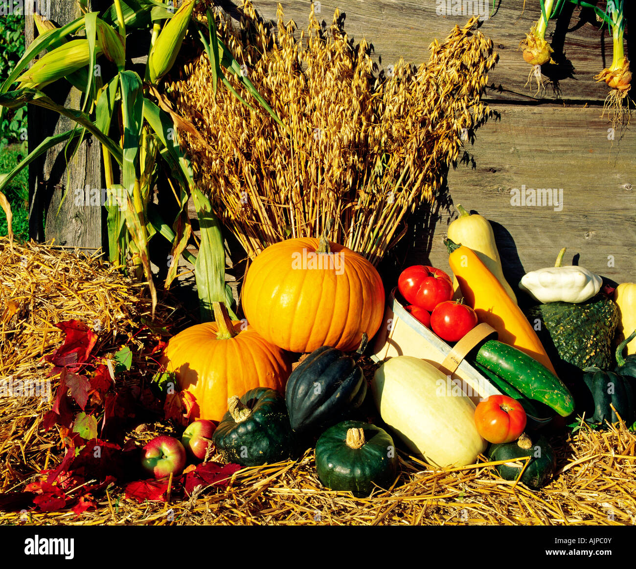 Autumnharvests hi-res stock photography and images - Alamy