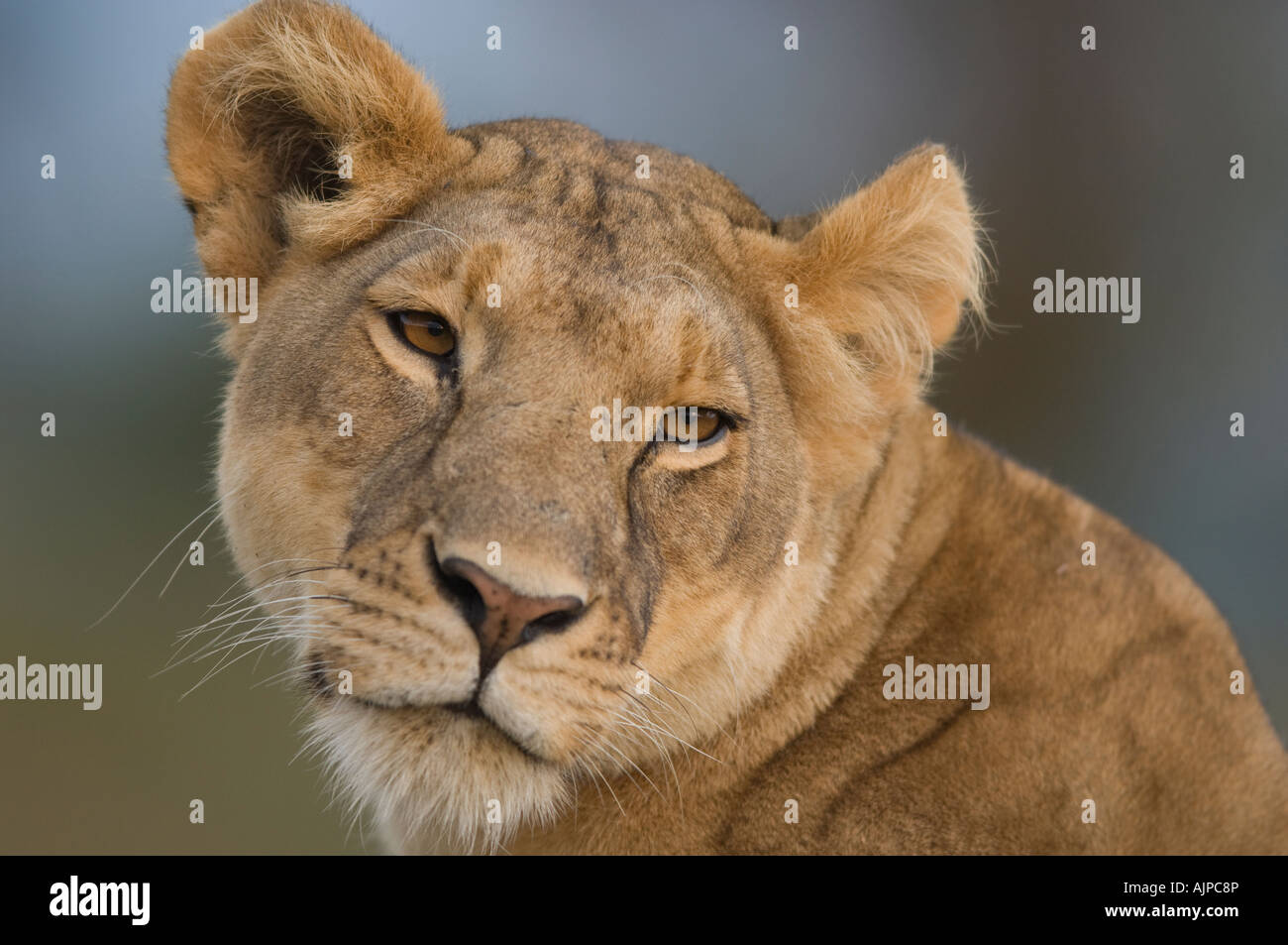 Lioness looking adoringly at her cub Stock Photo - Alamy