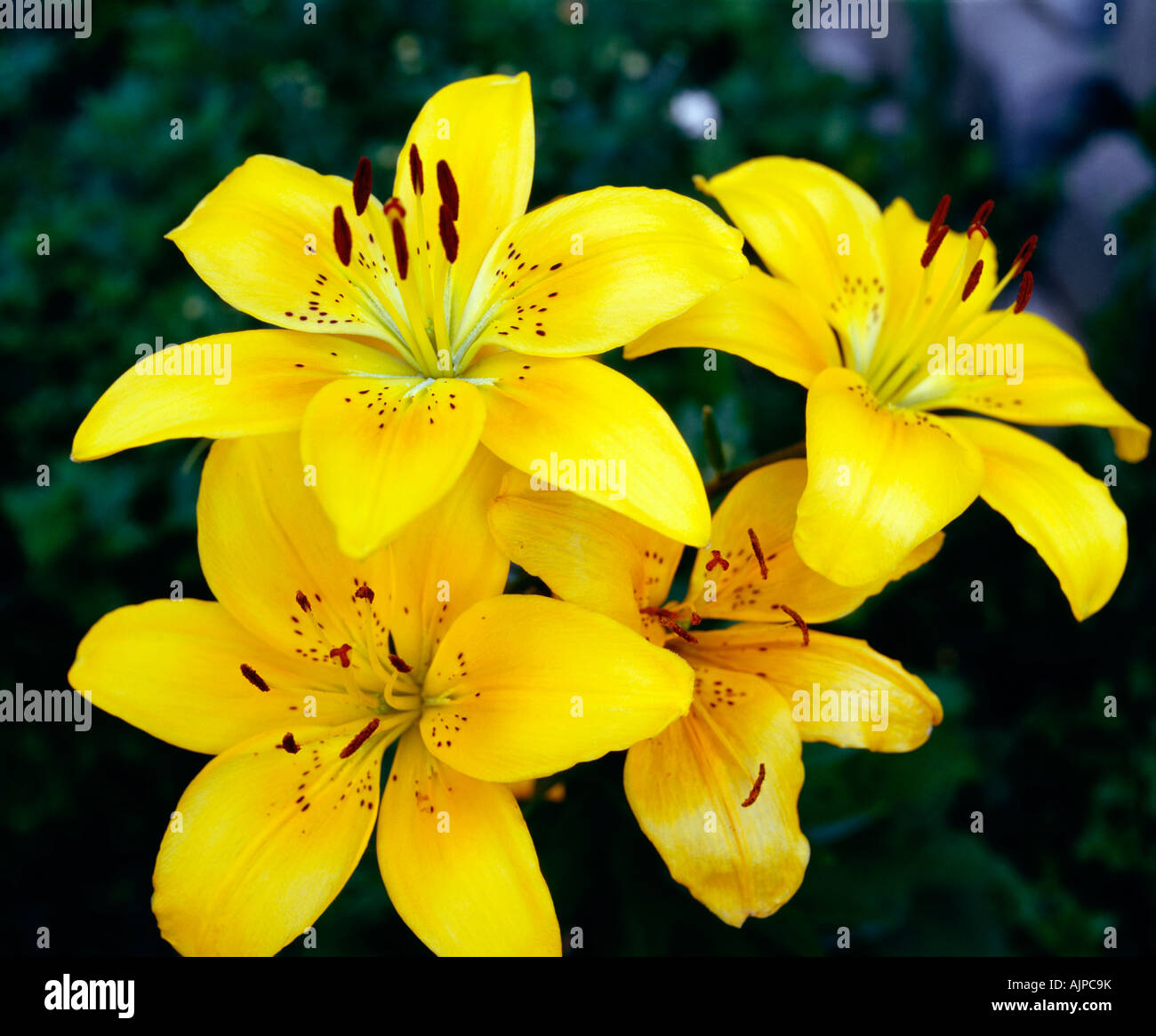 Yellowlilies hi-res stock photography and images - Alamy