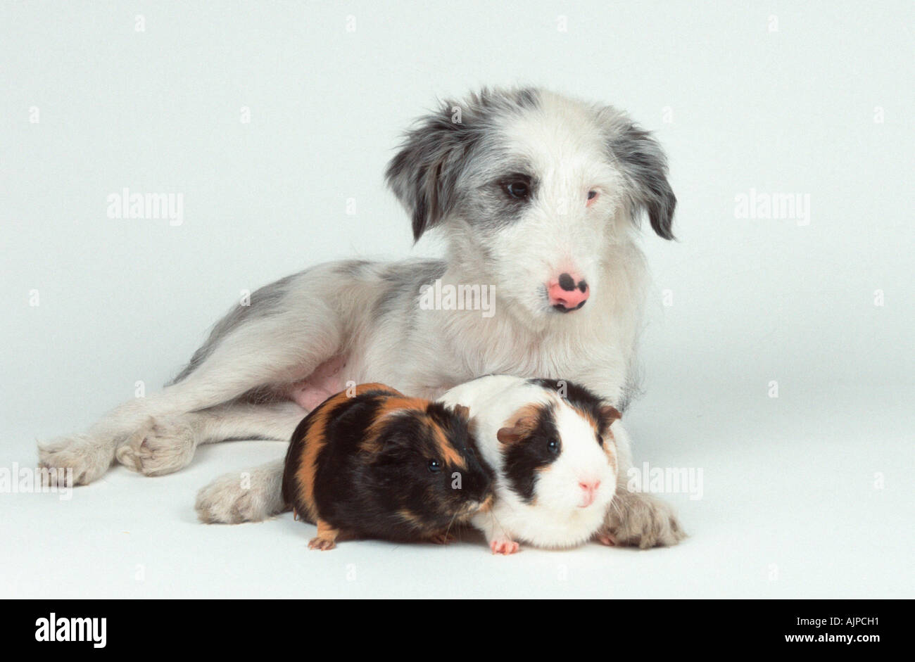 Mixed breed pigs hi-res stock photography and images - Alamy