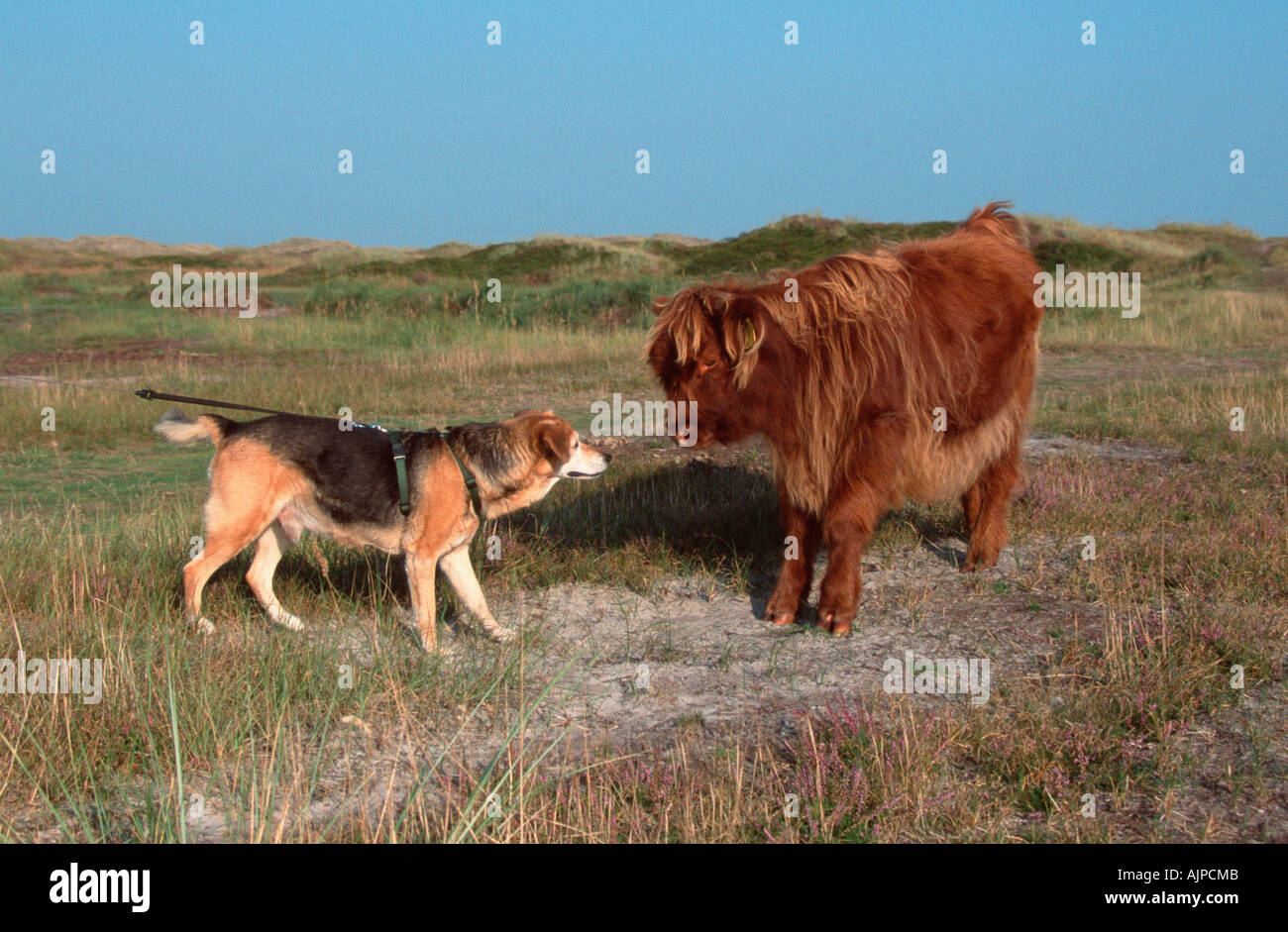 Mixed Breed Dog and Scottish Highland Cattle calf Stock Photo - Alamy