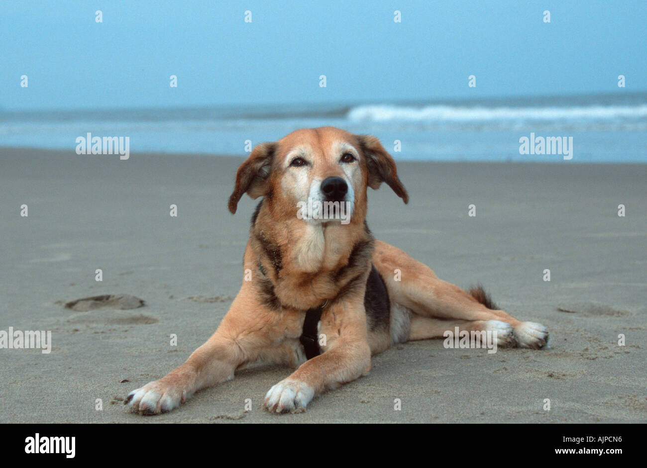 Mixed Breed Dog Stock Photo - Alamy