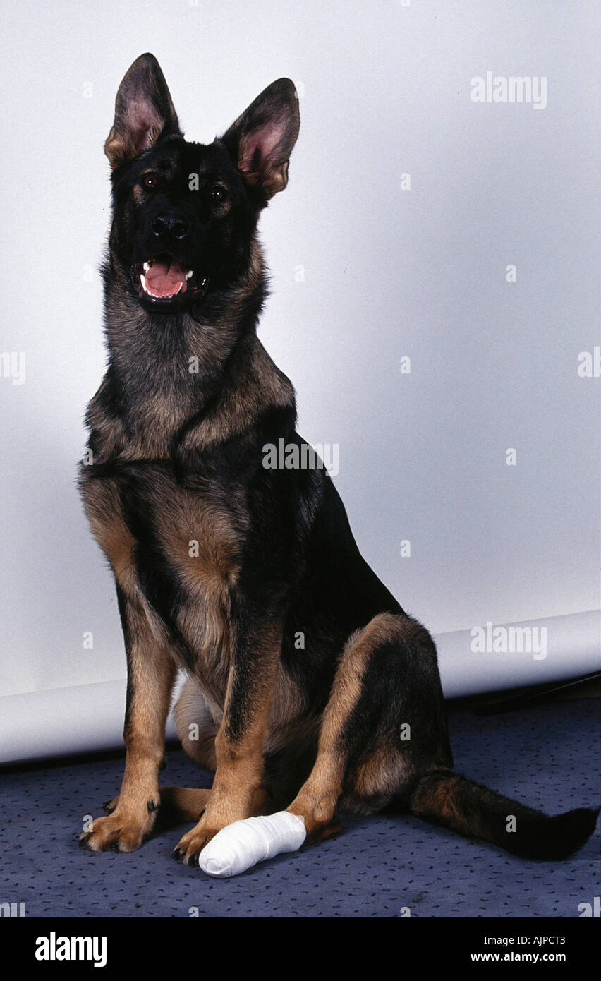 German Shepherd Dog with bandaged hind leg Alsatian Stock Photo - Alamy