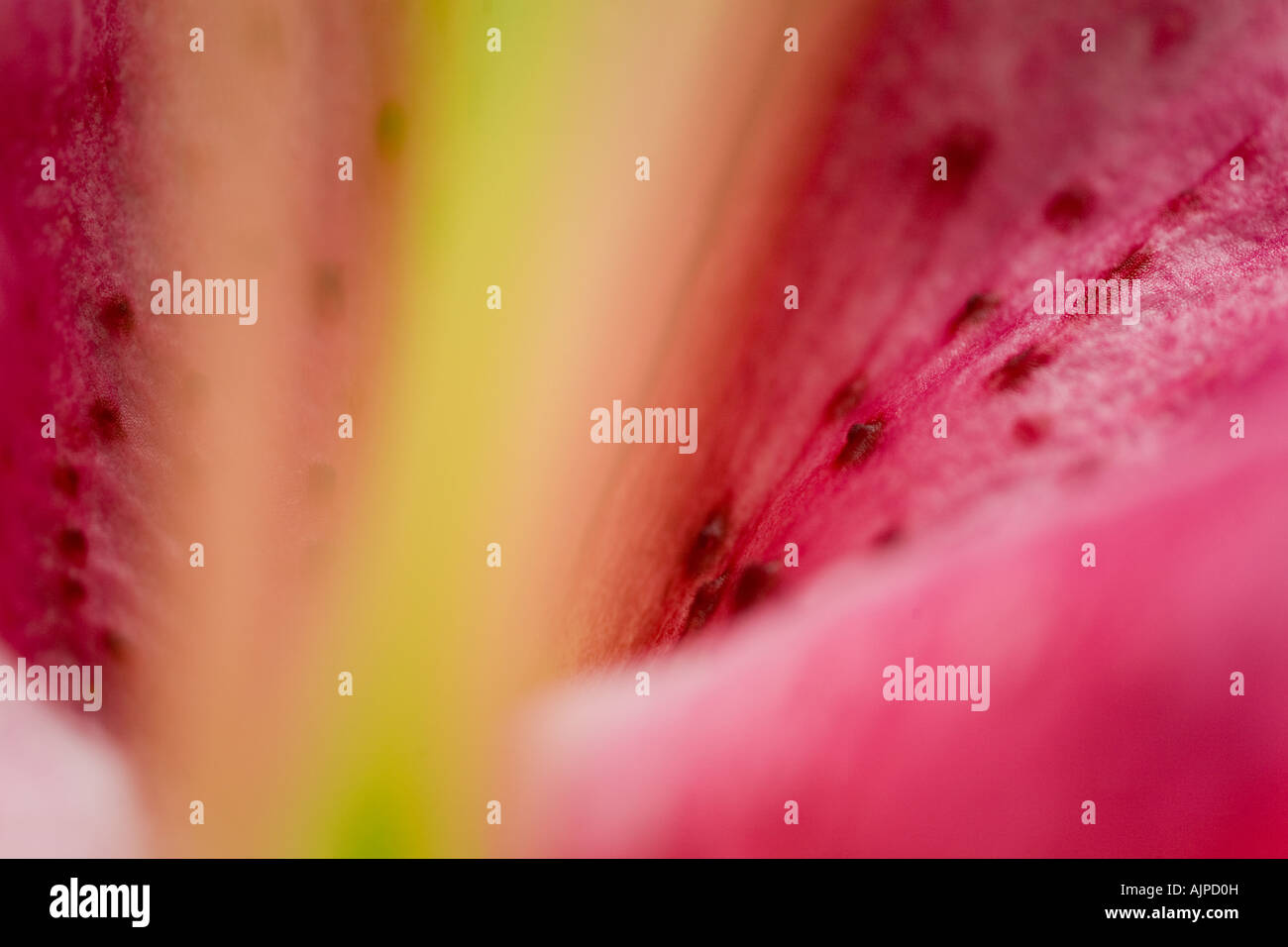 Macro inside an oriental lily flower's pink petal Stock Photo - Alamy