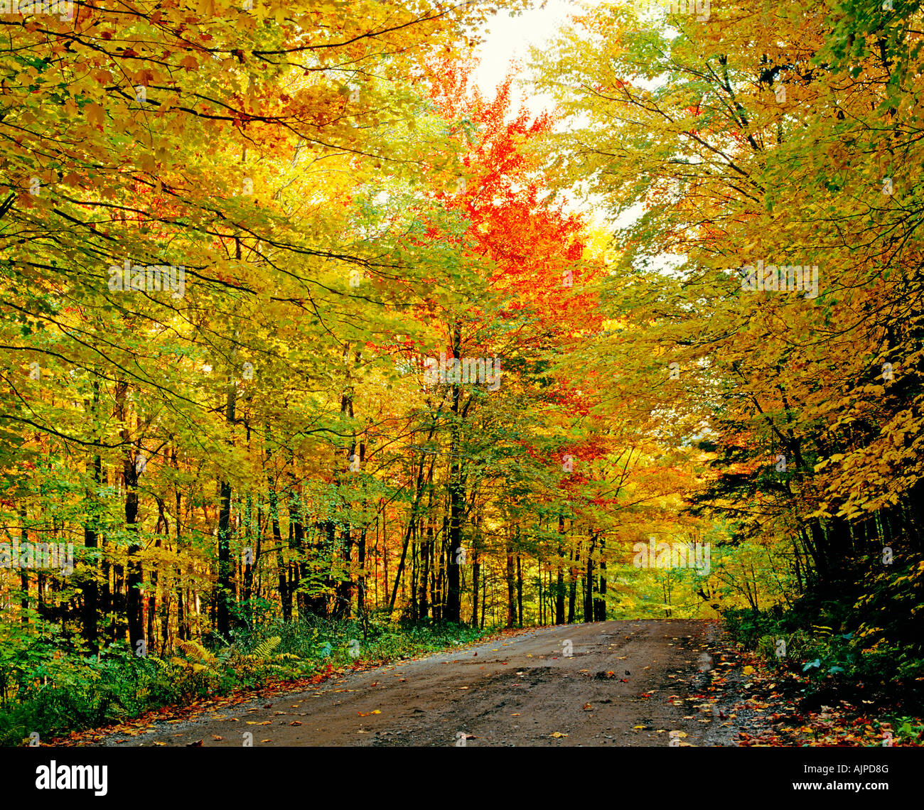 Autumn trees along empty road Stock Photo - Alamy