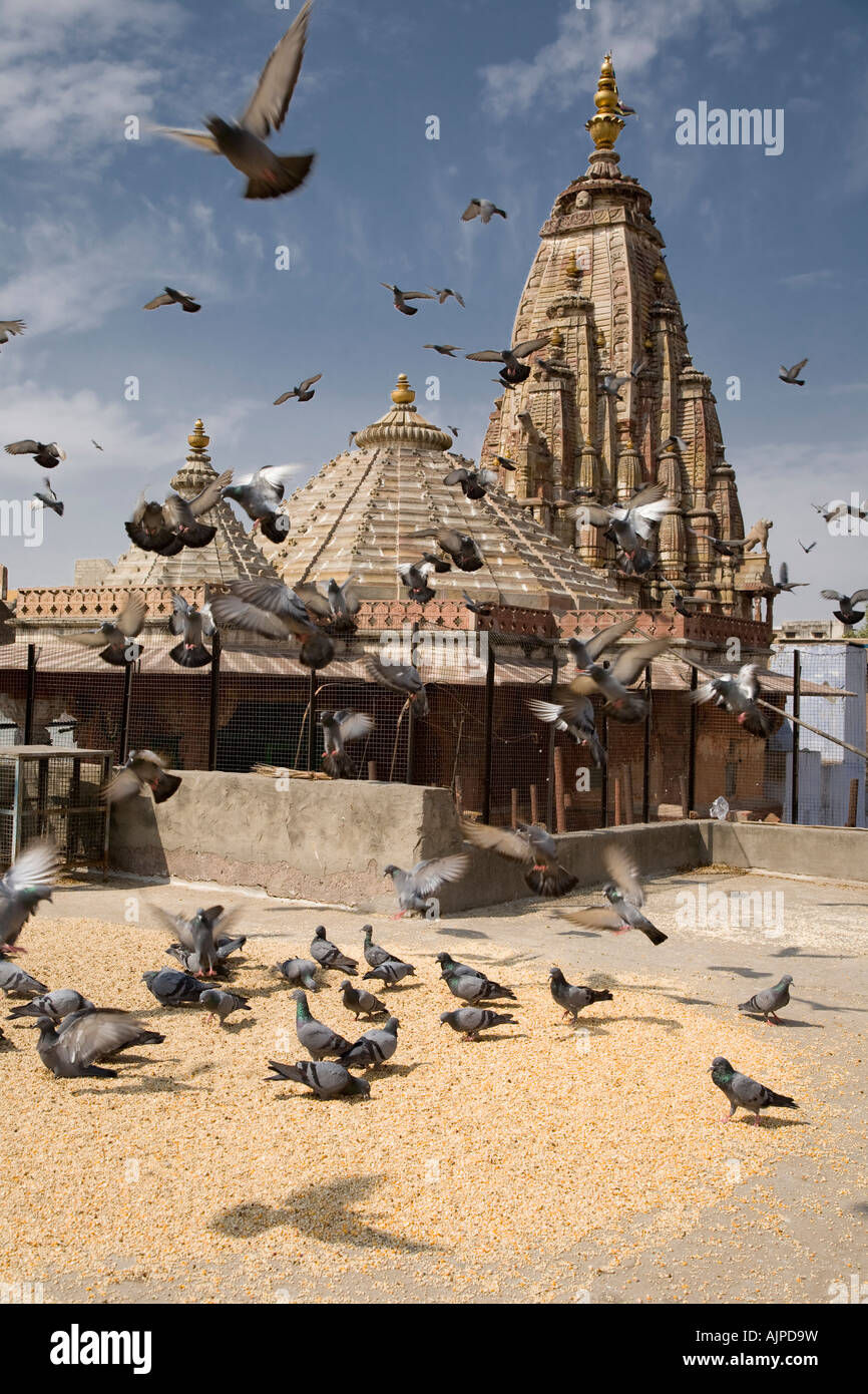Pigeons are fed with corn by worshipers on the roof of a Hindu temple ...