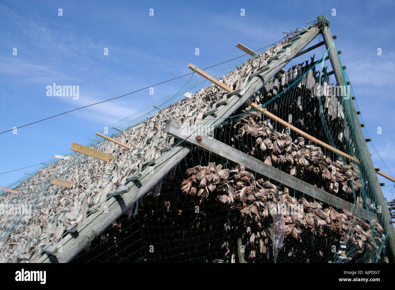 drying fish racks troms county norway european landscapes Stock Photo ...