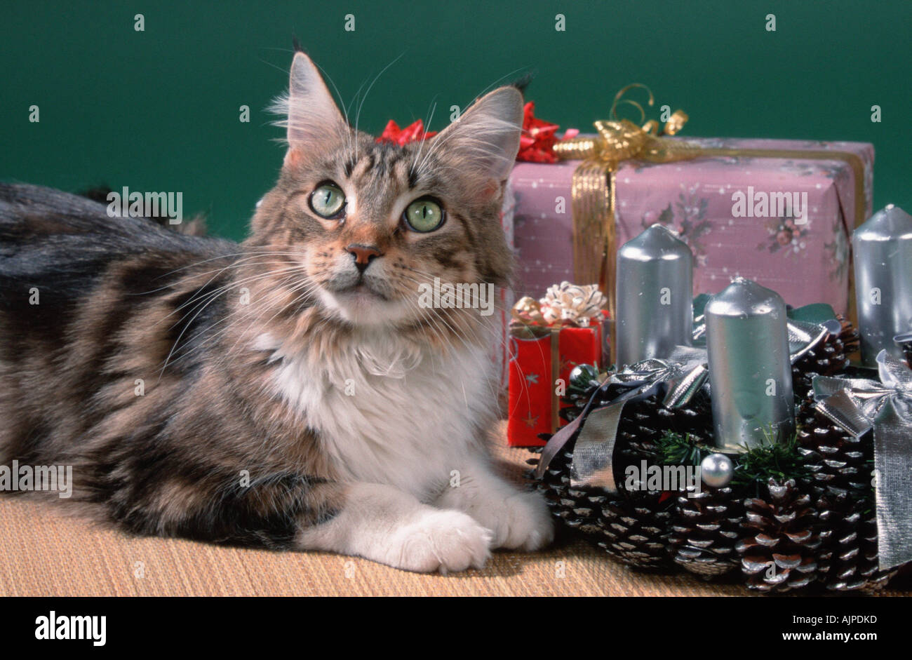 Maine Coon Cat at christmas time Stock Photo - Alamy