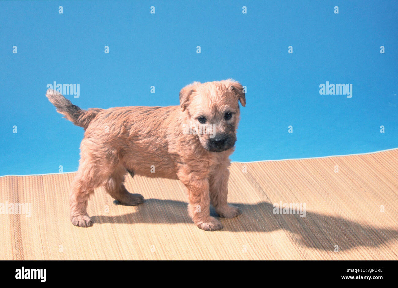 Mini Wheaten Terrier