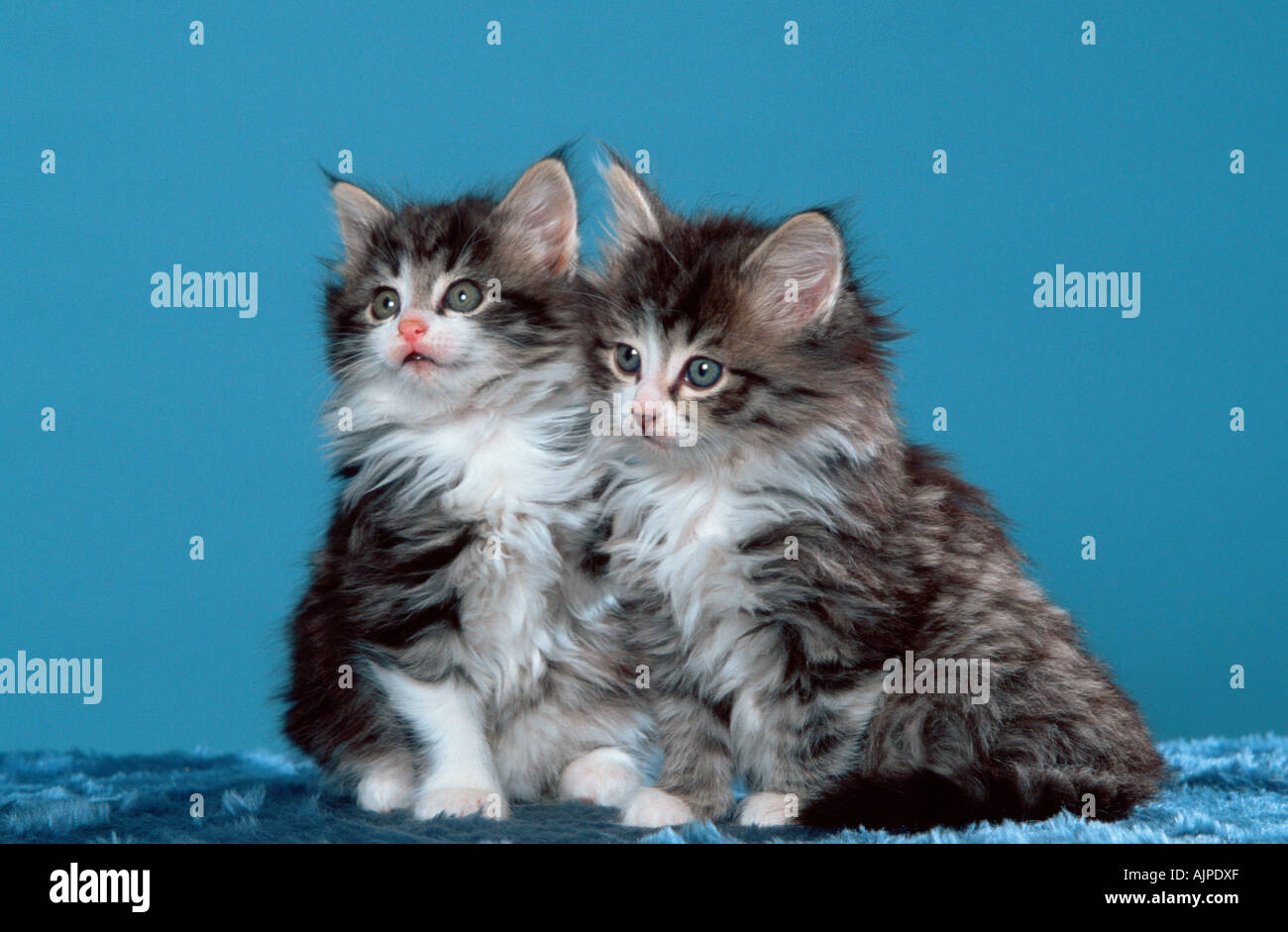 Norwegian Forest Cats kittens 7 weeks Stock Photo - Alamy