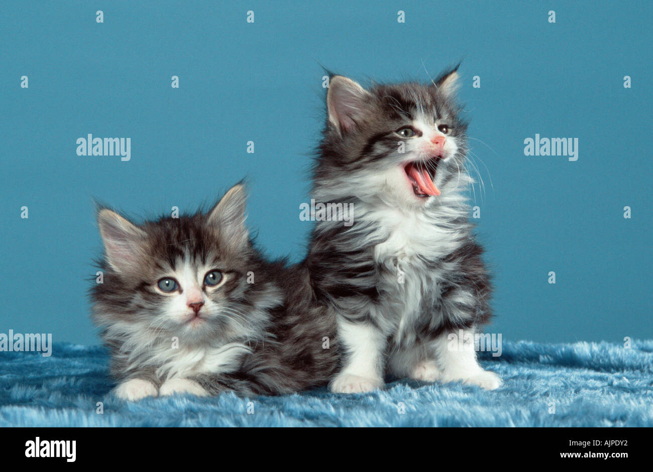 Norwegian Forest Cats kittens 7 weeks Stock Photo - Alamy