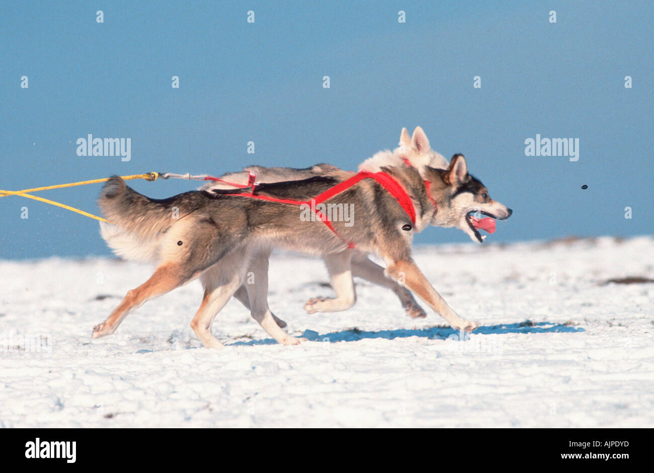 Siberian Husky team leading dogs sledge dog race side Stock Photo - Alamy
