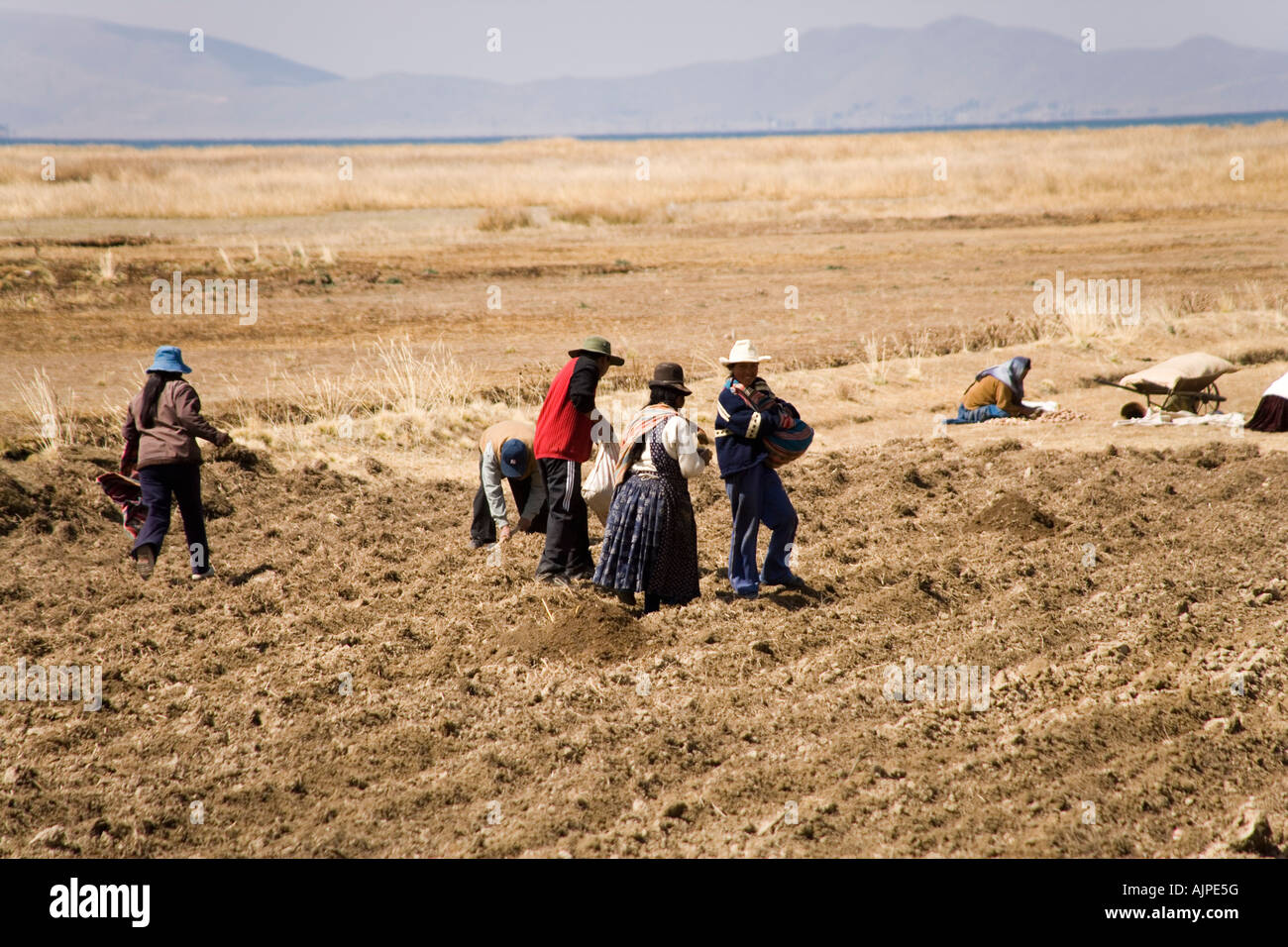 Bolivia lake titicaca potato hi-res stock photography and images - Alamy