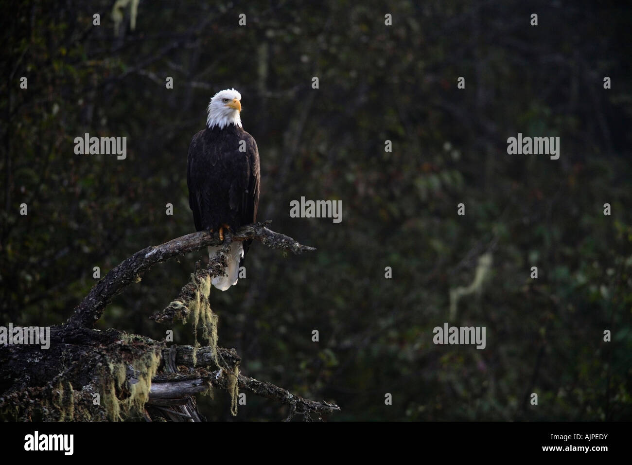 Bald eagle on snag hi-res stock photography and images - Alamy
