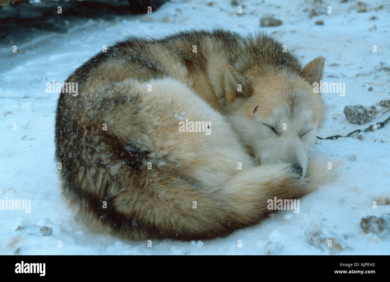 Siberian husky dog sleeping snow hi-res stock photography and images ...