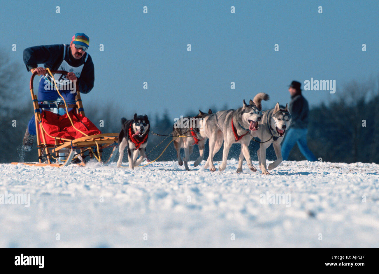 Siberian Husky team sledge dog race Stock Photo - Alamy