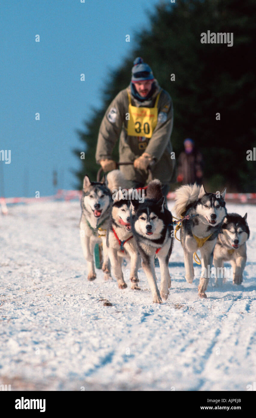 Siberian Husky team sledge dog race Stock Photo - Alamy
