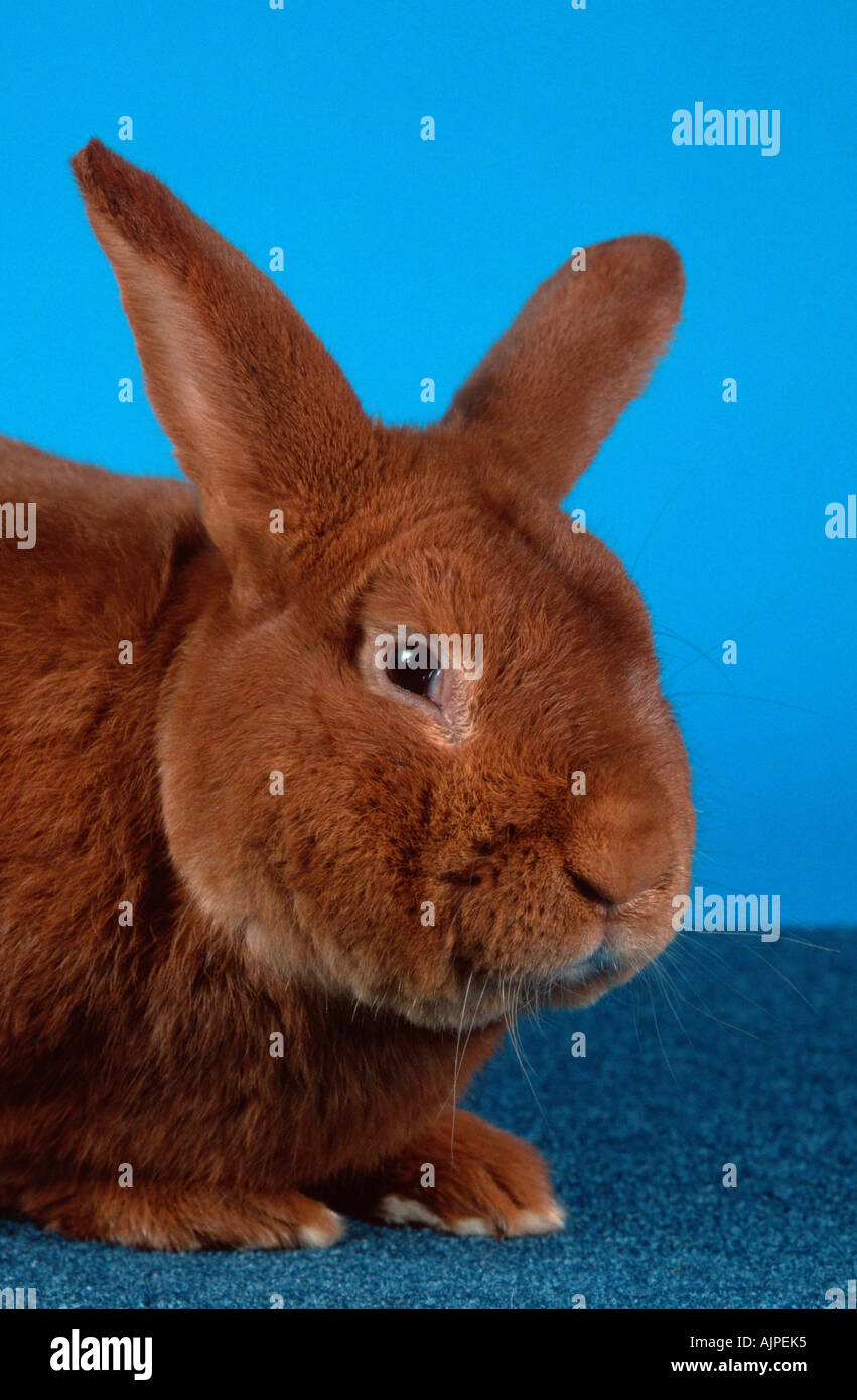 New zealand red rabbit hi-res stock photography and images - Alamy