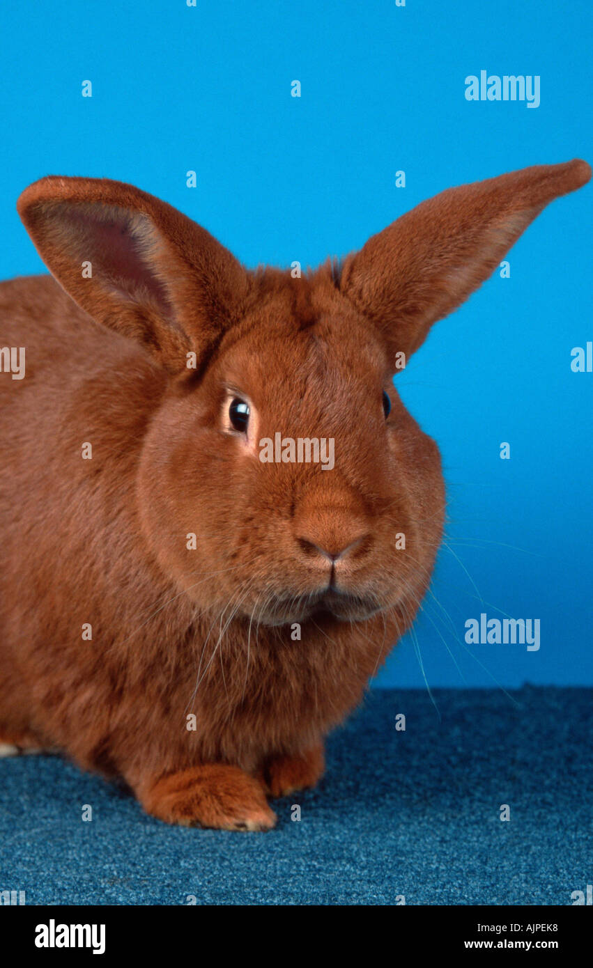 Red New Zealand Rabbit Stock Photo - Alamy