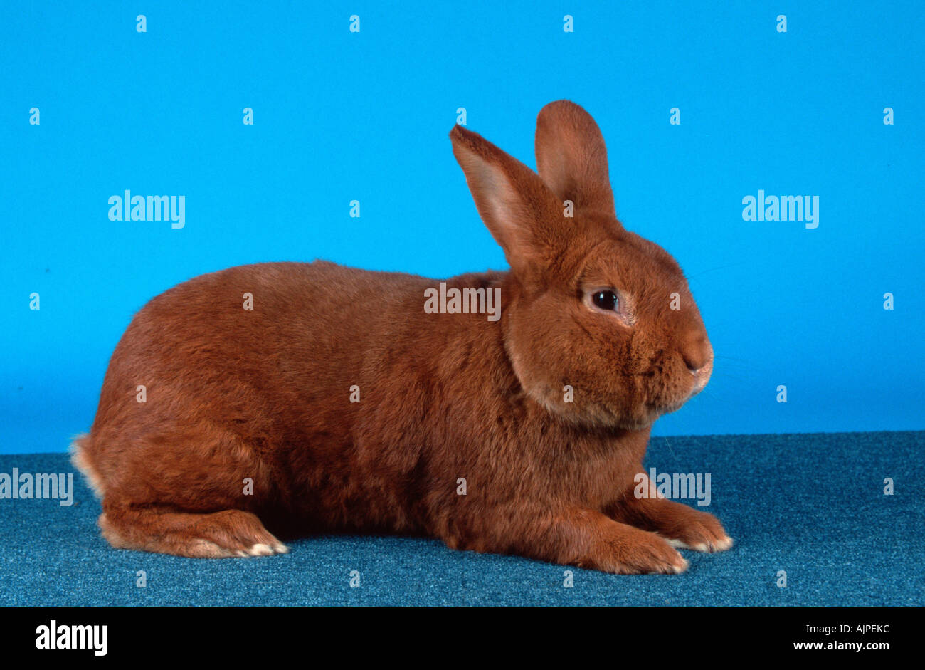 New zealand rabbit hi-res stock photography and images - Alamy