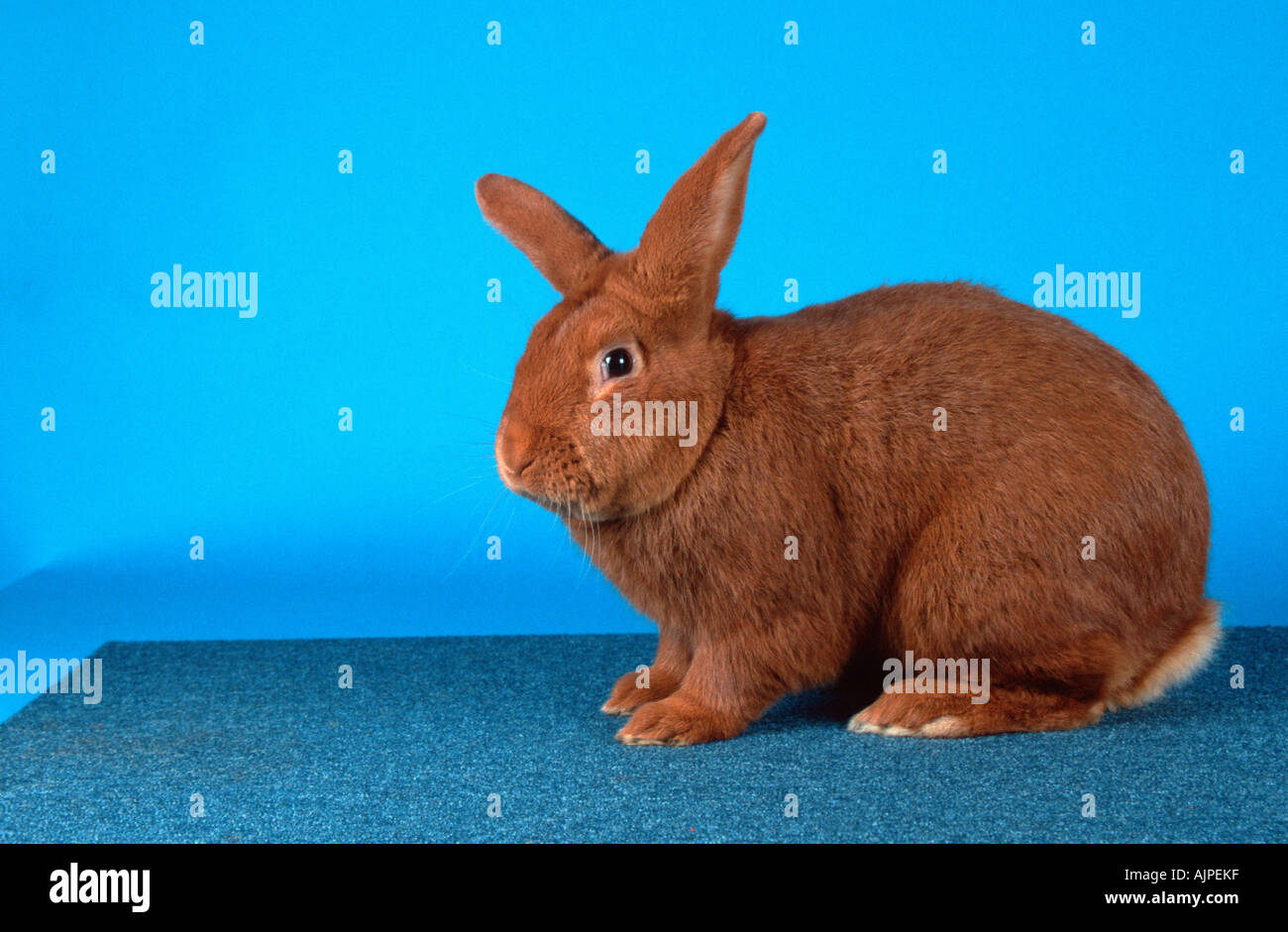 Red New Zealand Rabbit Stock Photo - Alamy
