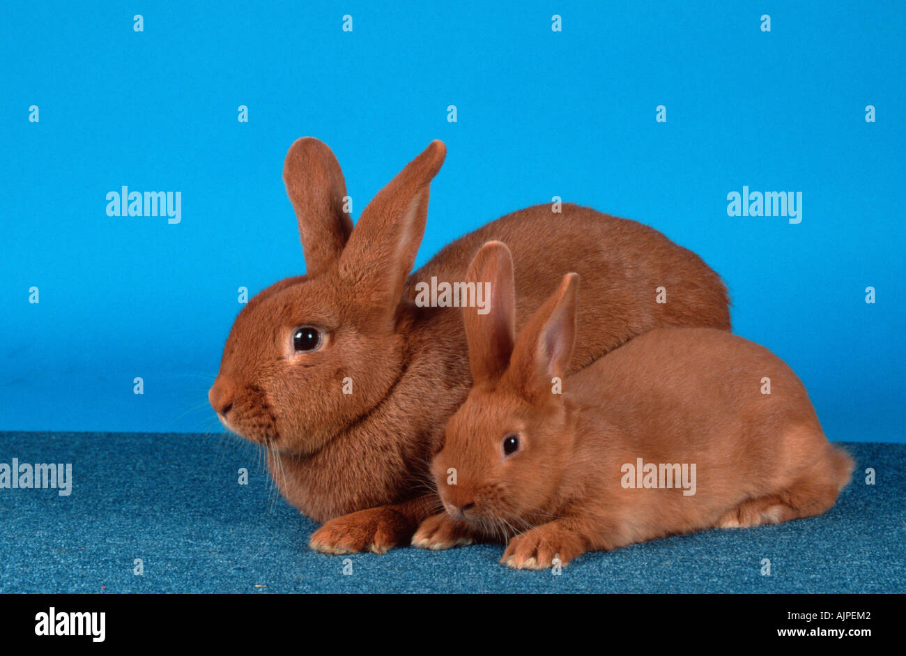 Red New Zealand Rabbit with young Stock Photo - Alamy