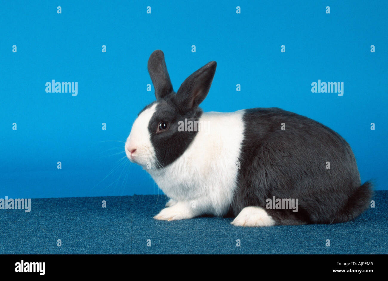 Dutch rabbit hi-res stock photography and images - Alamy