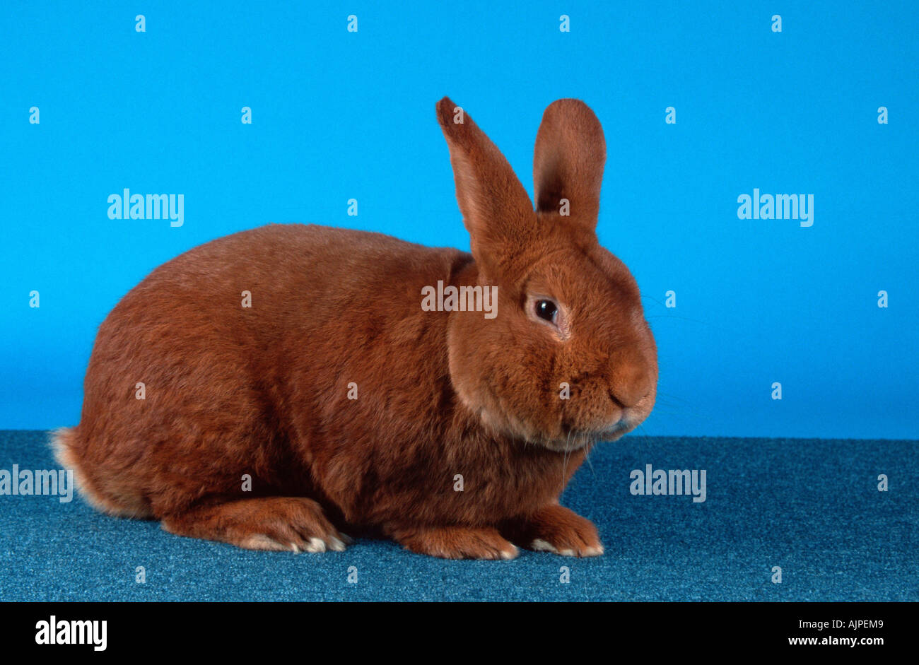 New zealand red rabbit hi-res stock photography and images - Alamy